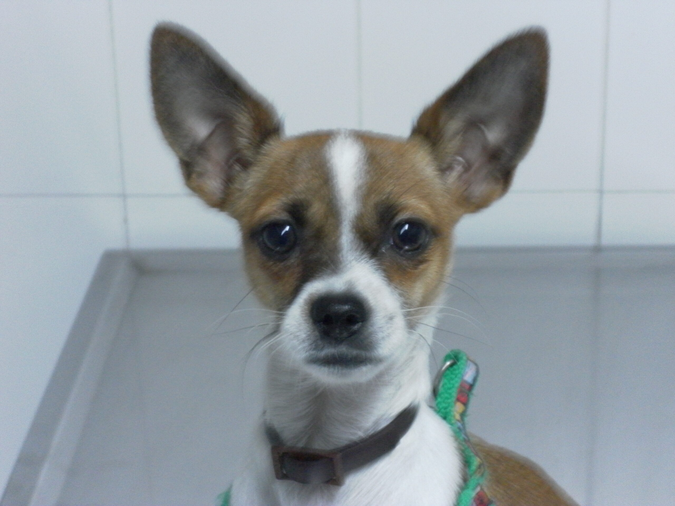 La gestación en la perra. - TuVeterinario.info