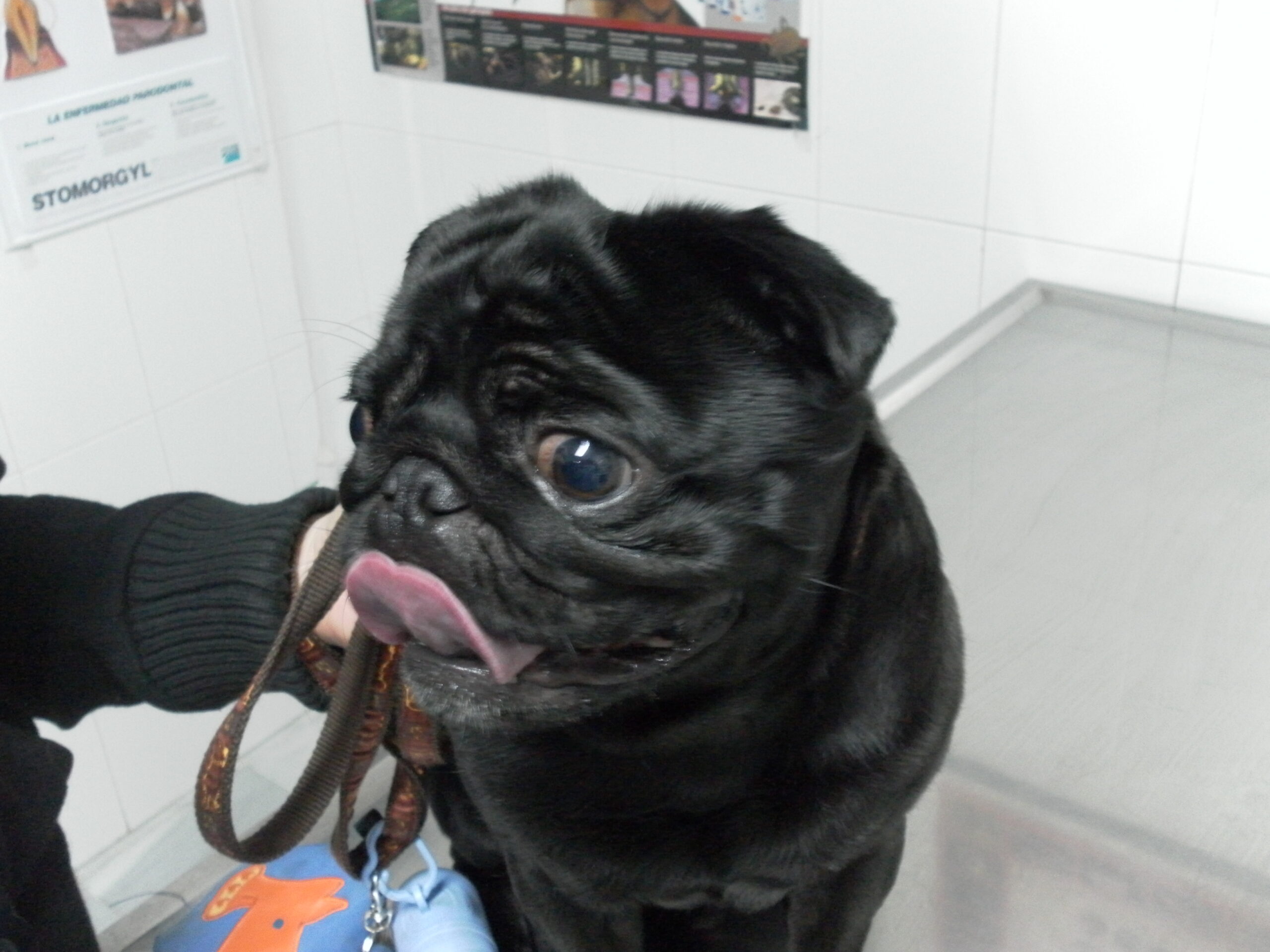 Impétigo en el perro. - TuVeterinario.info