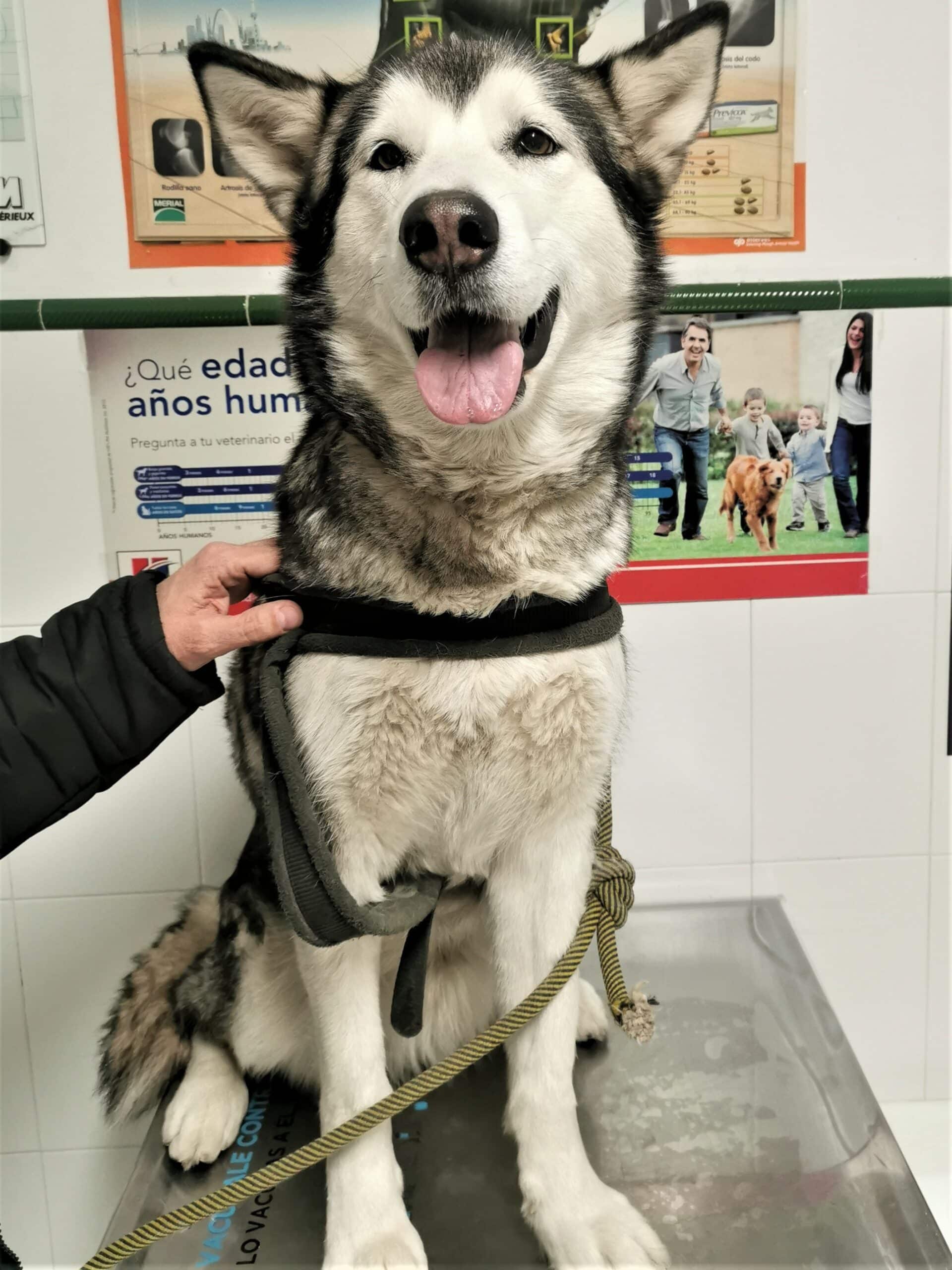 Mi perro tiene un absceso. - TuVeterinario.info