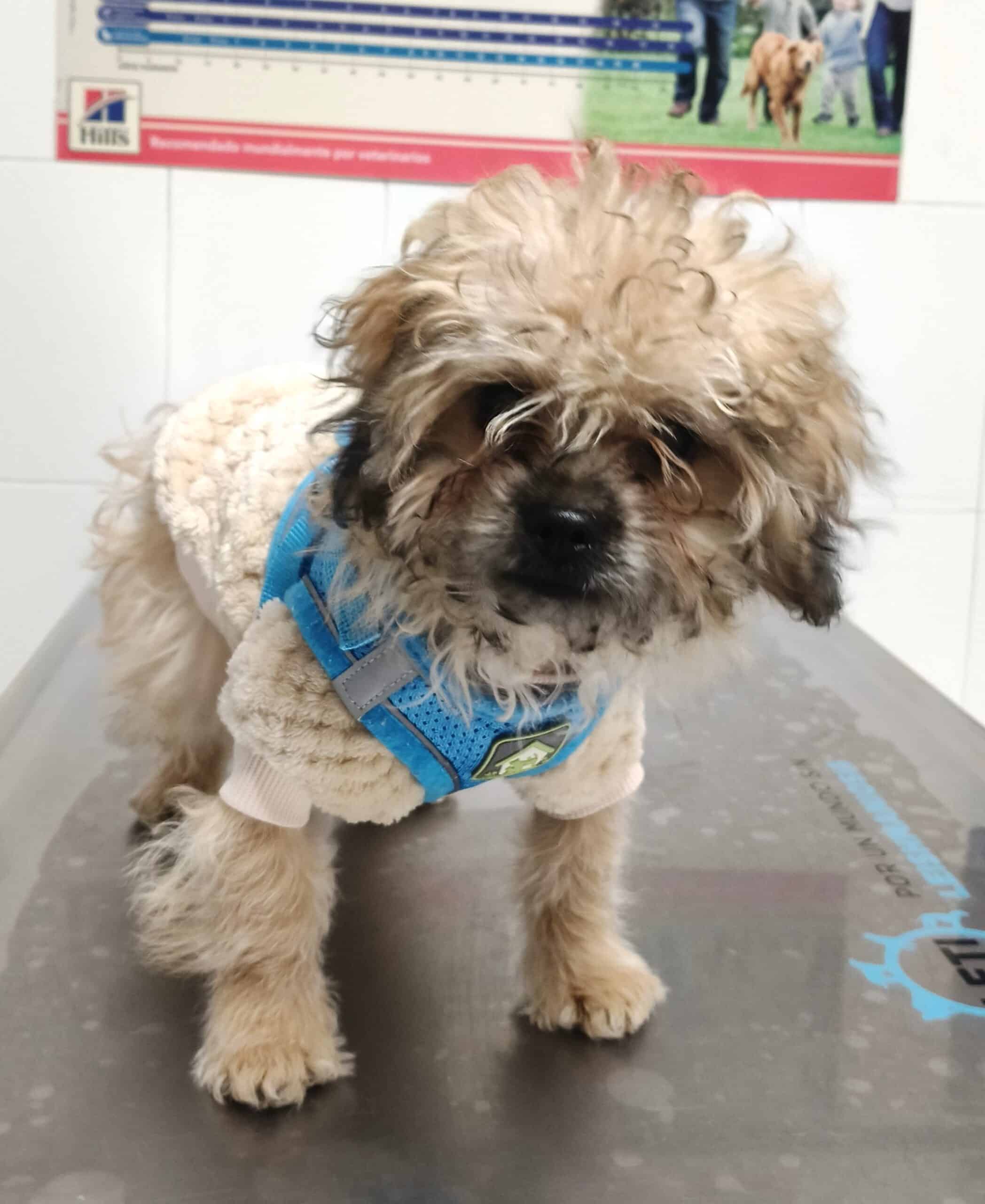 Mi perro se ha quemado. - TuVeterinario.info