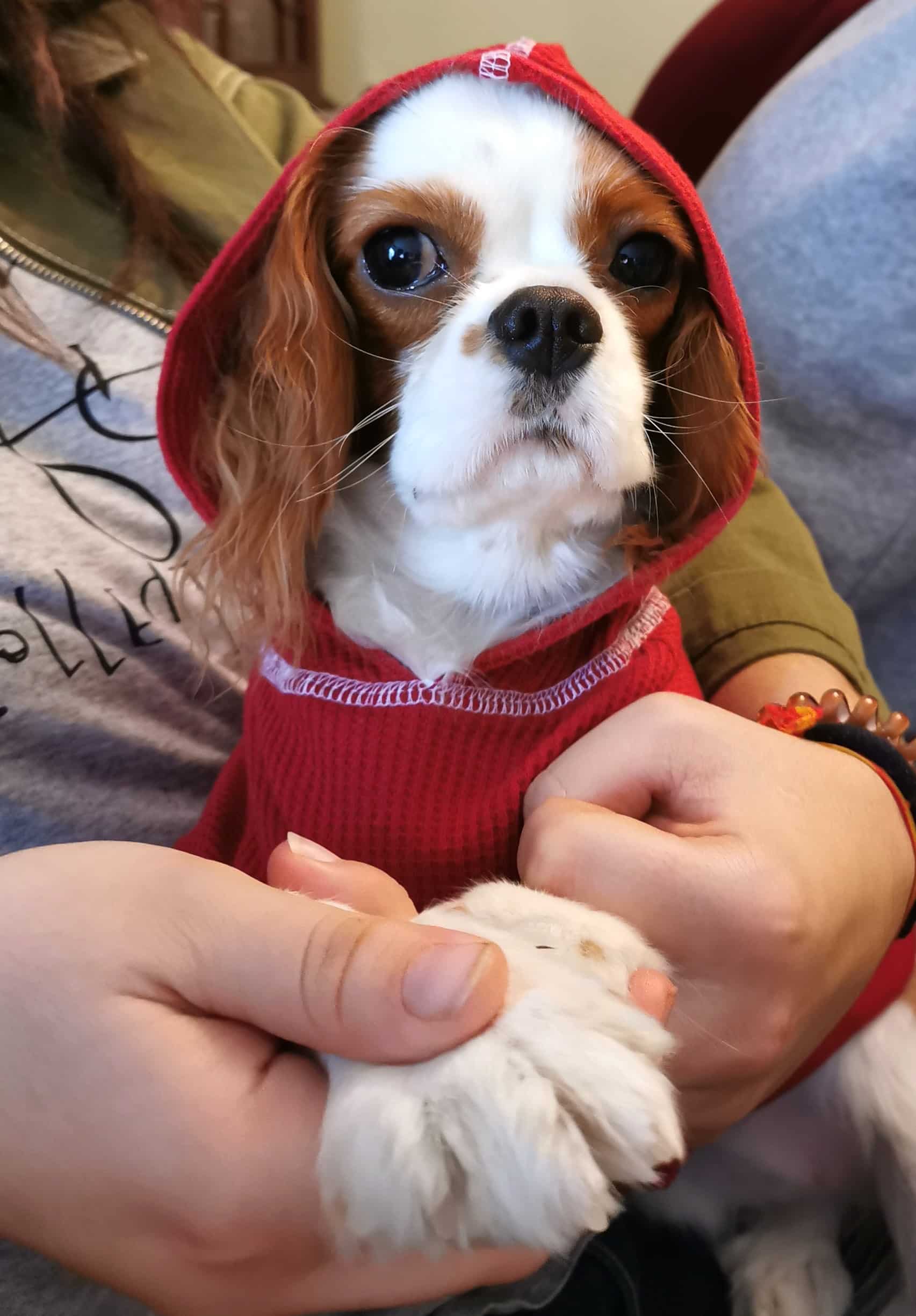 Cómo controlar hemorragias en un perro. - TuVeterinario.info